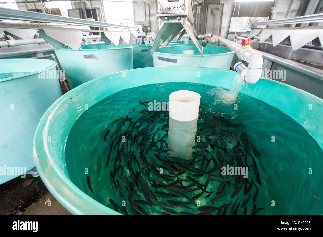 Tanks inside of a fish hatchery breed tiny Rainbow Trout to stock in ...