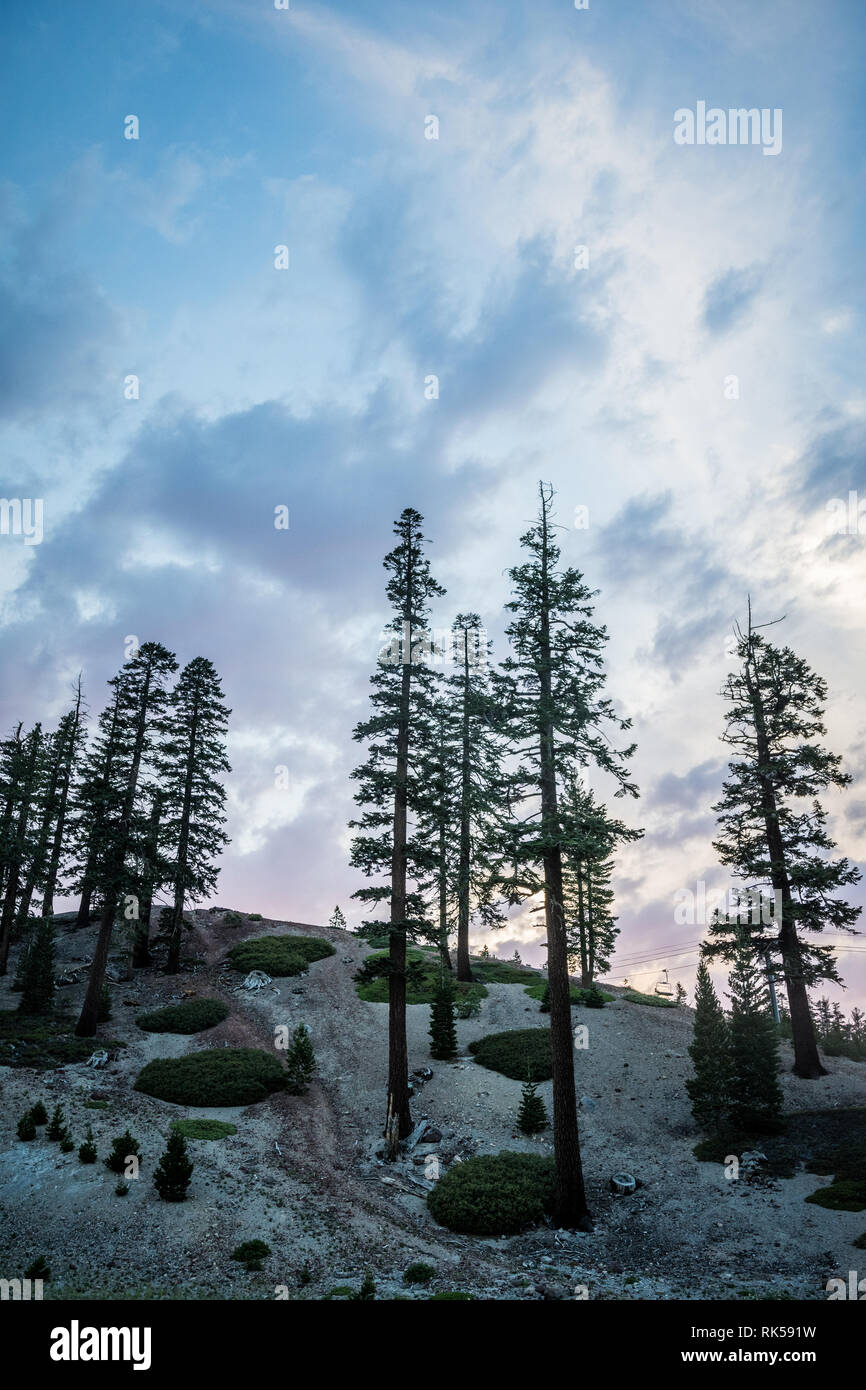 Beautiful sunset sky with Jeffrey Pine trees and interesting cloud ...