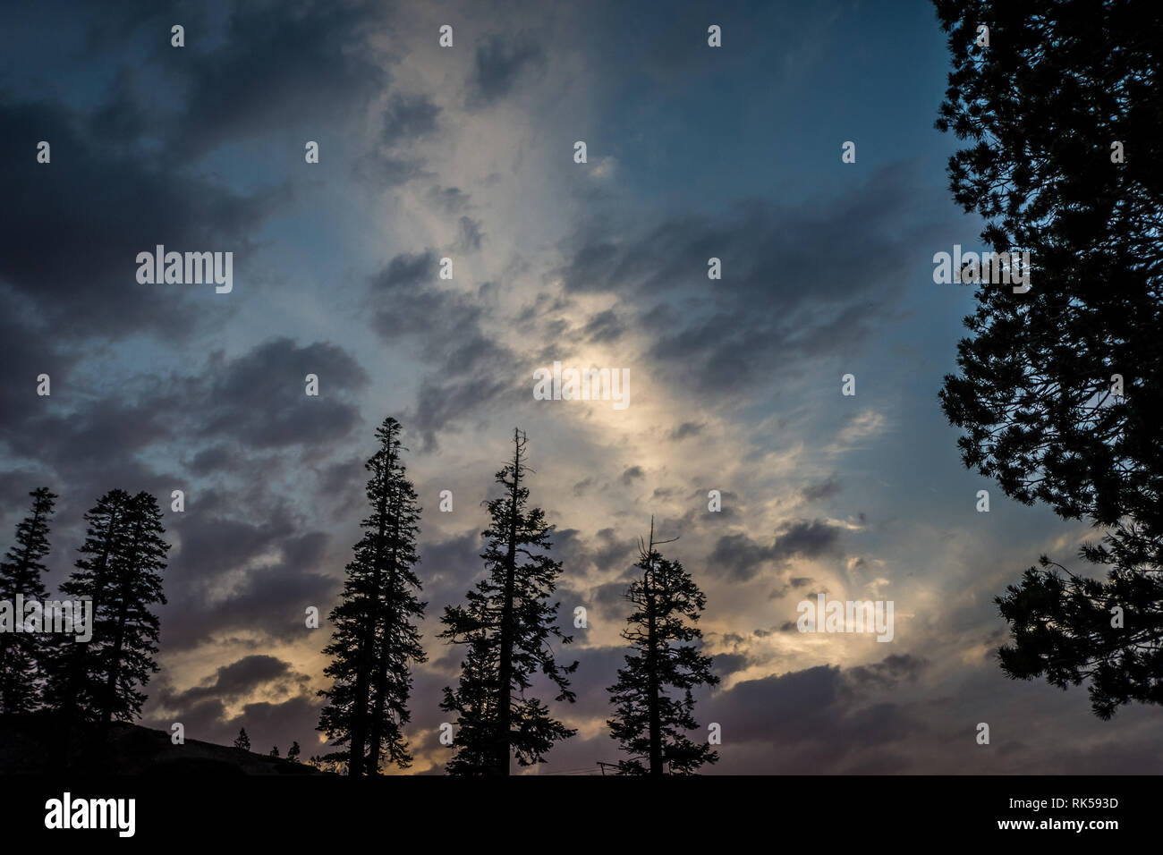 Beautiful sunset sky with Jeffrey Pine trees and interesting cloud ...