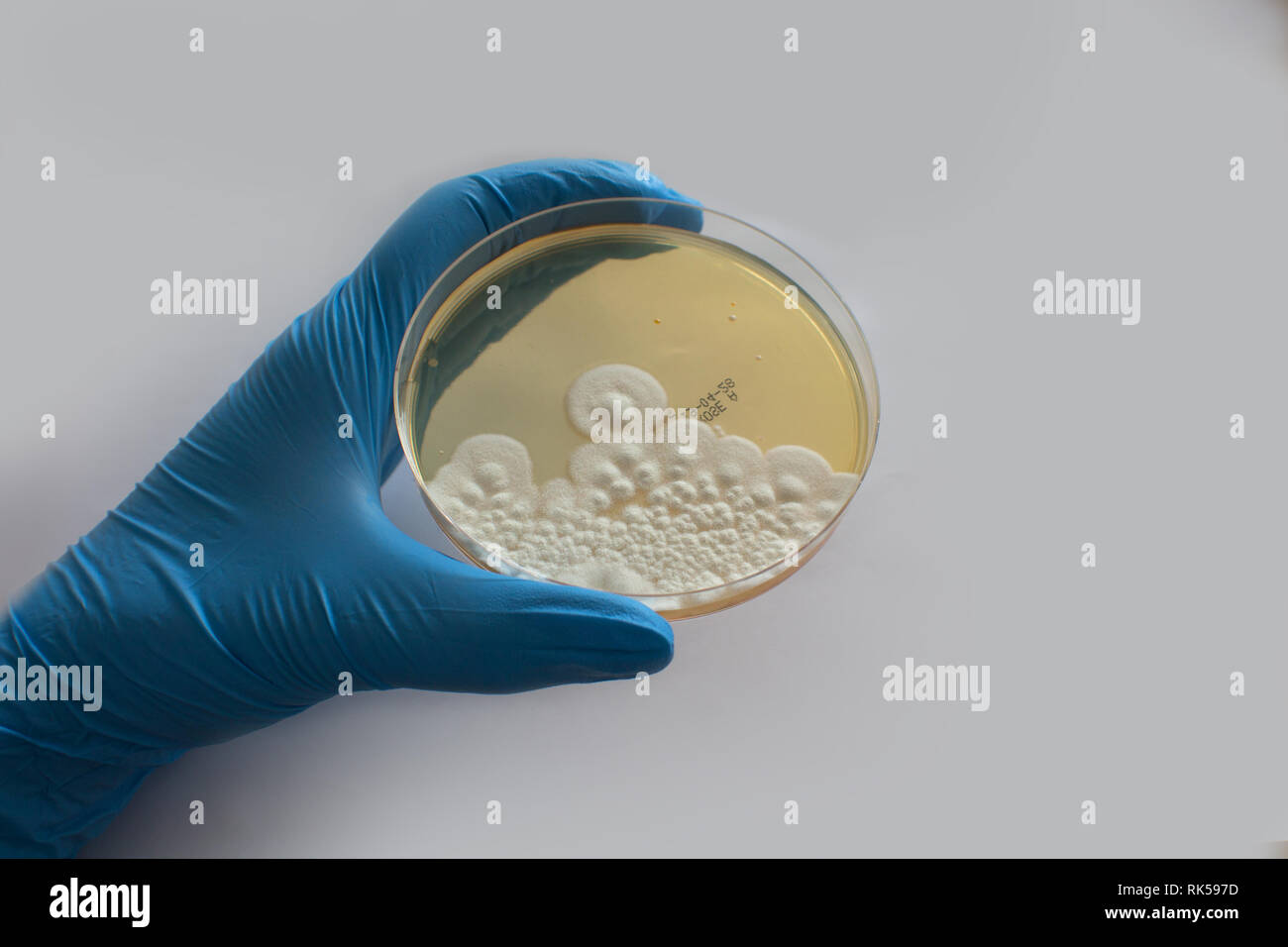 gloved hand holding mould fungus test kit Stock Photo - Alamy