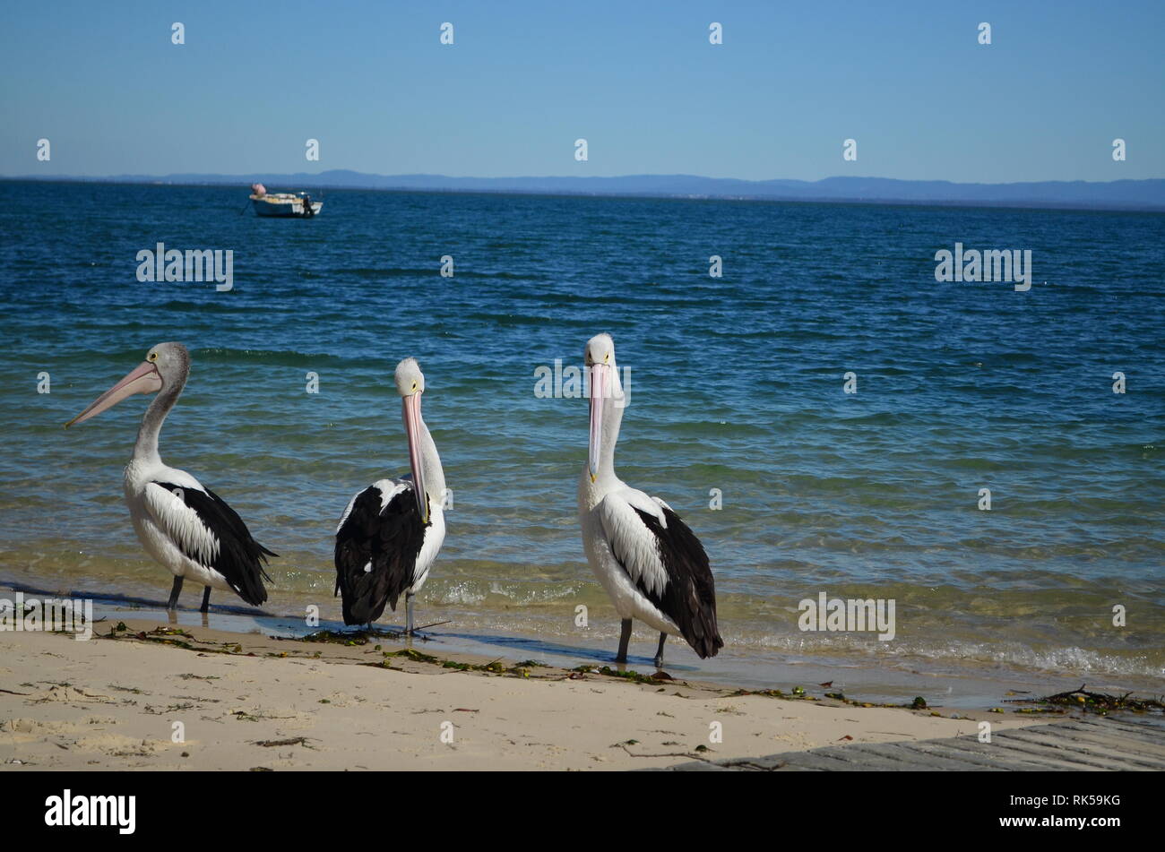 Bribie island wildlife hi-res stock photography and images - Alamy
