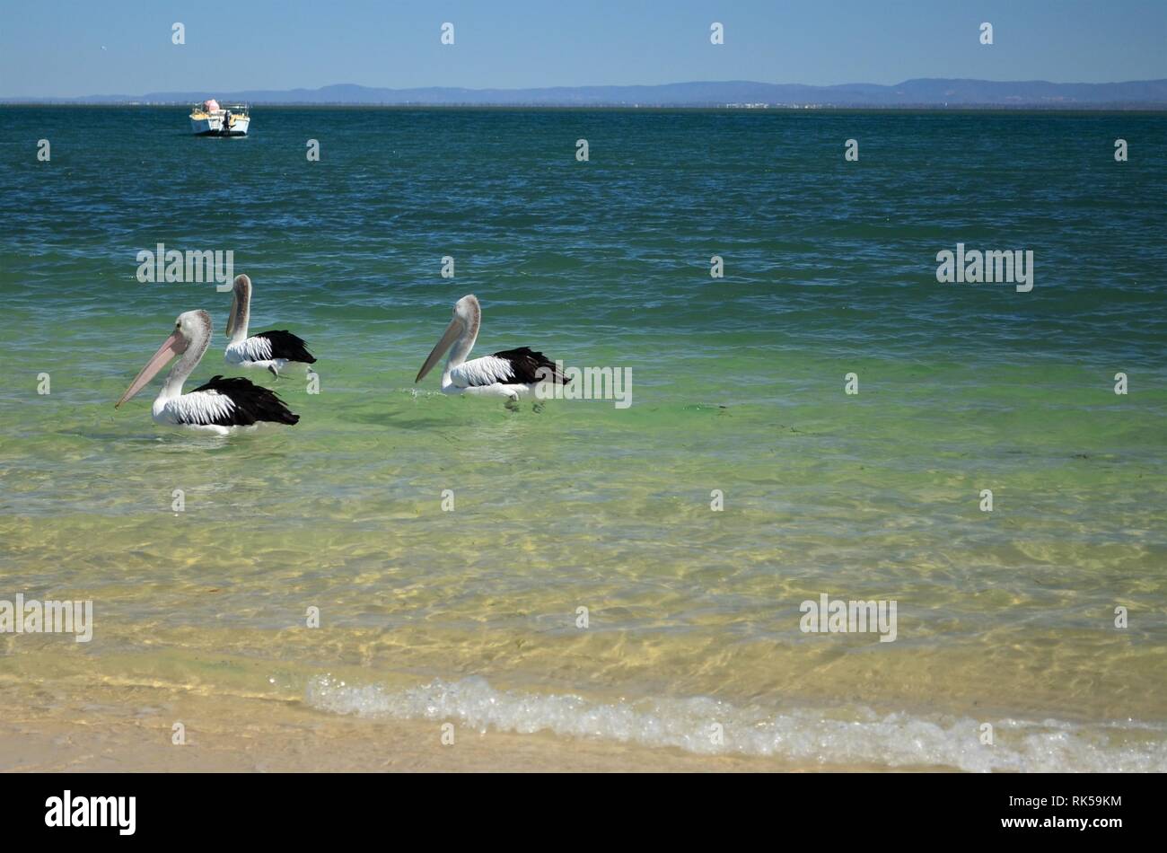 Bribie island wildlife hi-res stock photography and images - Alamy