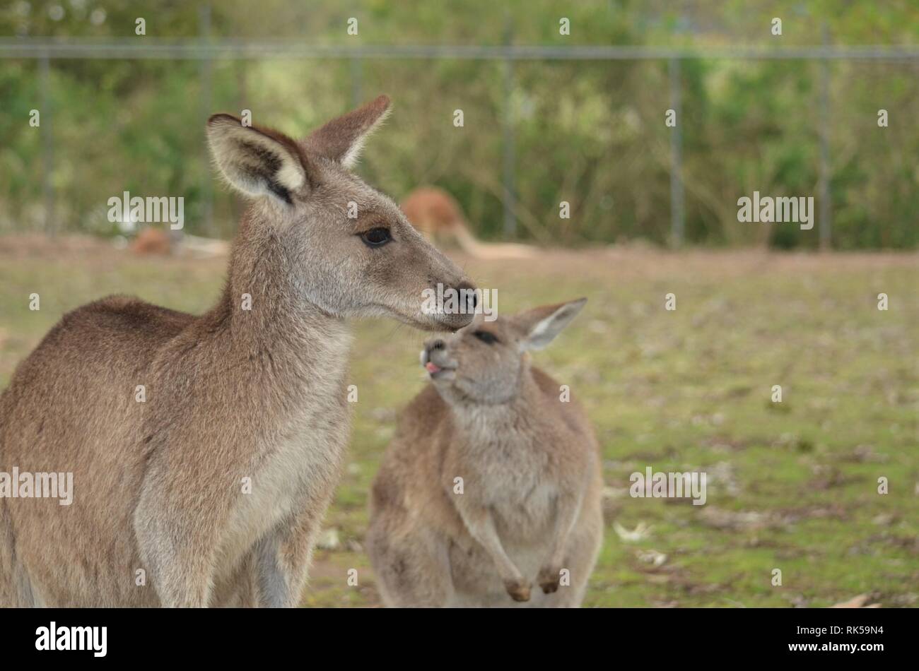 Australian wildlife hi-res stock photography and images - Alamy
