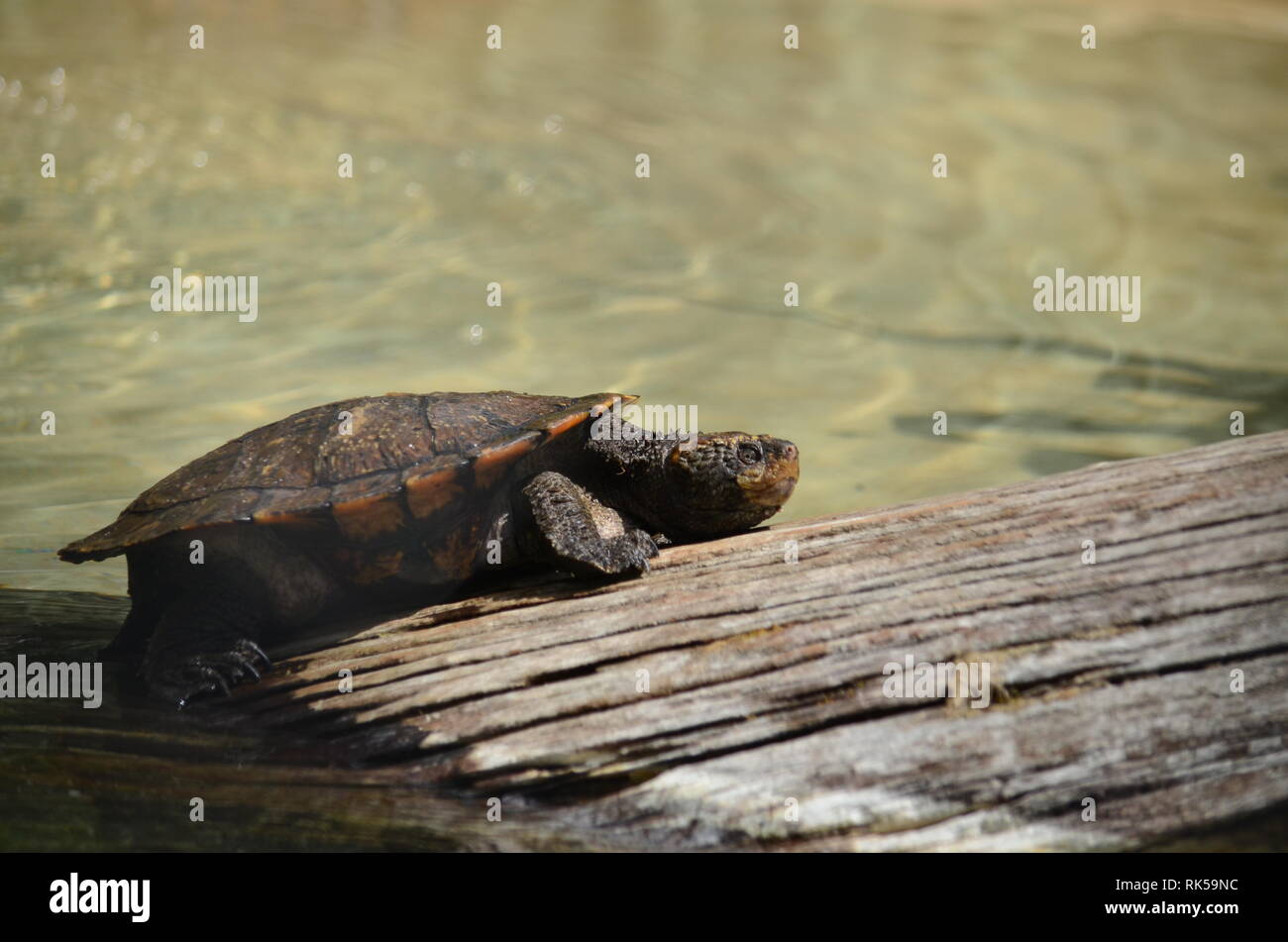 Turtle queensland hi-res stock photography and images - Alamy