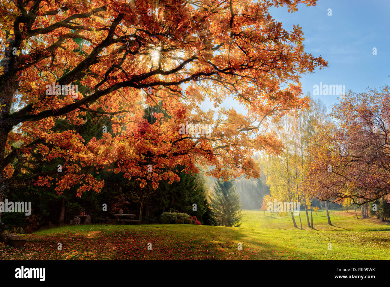 Warm autumn scenery in a forest, with the sun casting beautiful rays of ...