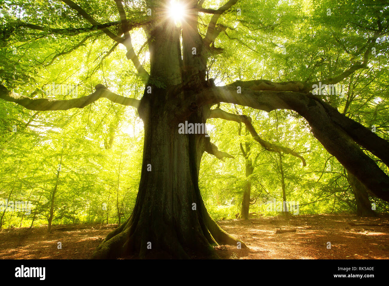 Beech beam hi-res stock photography and images - Alamy
