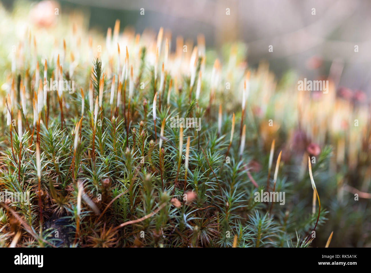 Hair Cap Moss Stock Photos & Hair Cap Moss Stock Images - Alamy