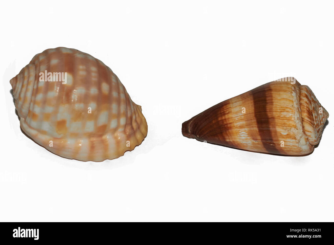 White conch shells hi-res stock photography and images - Alamy