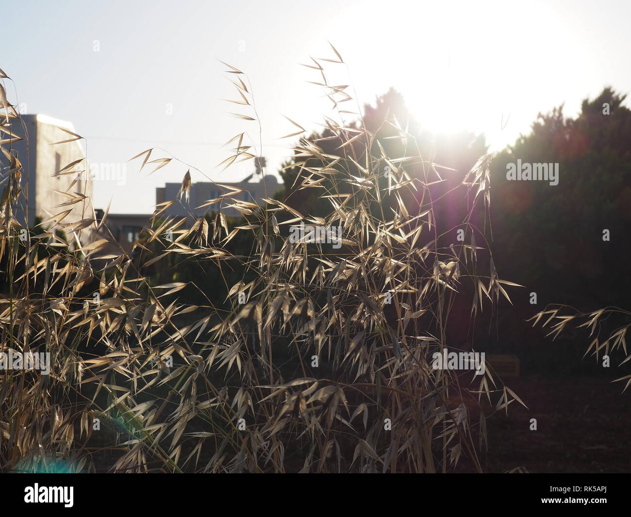 Oat field at sunset, wild oats as a background, solar flare Stock Photo ...