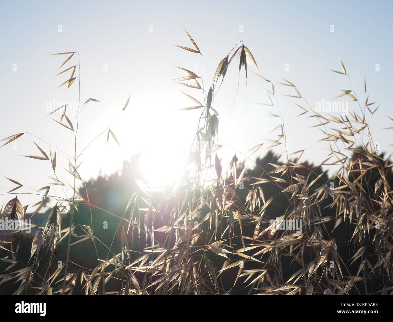 Oat field at sunset, wild oats as a background, solar flare Stock Photo ...