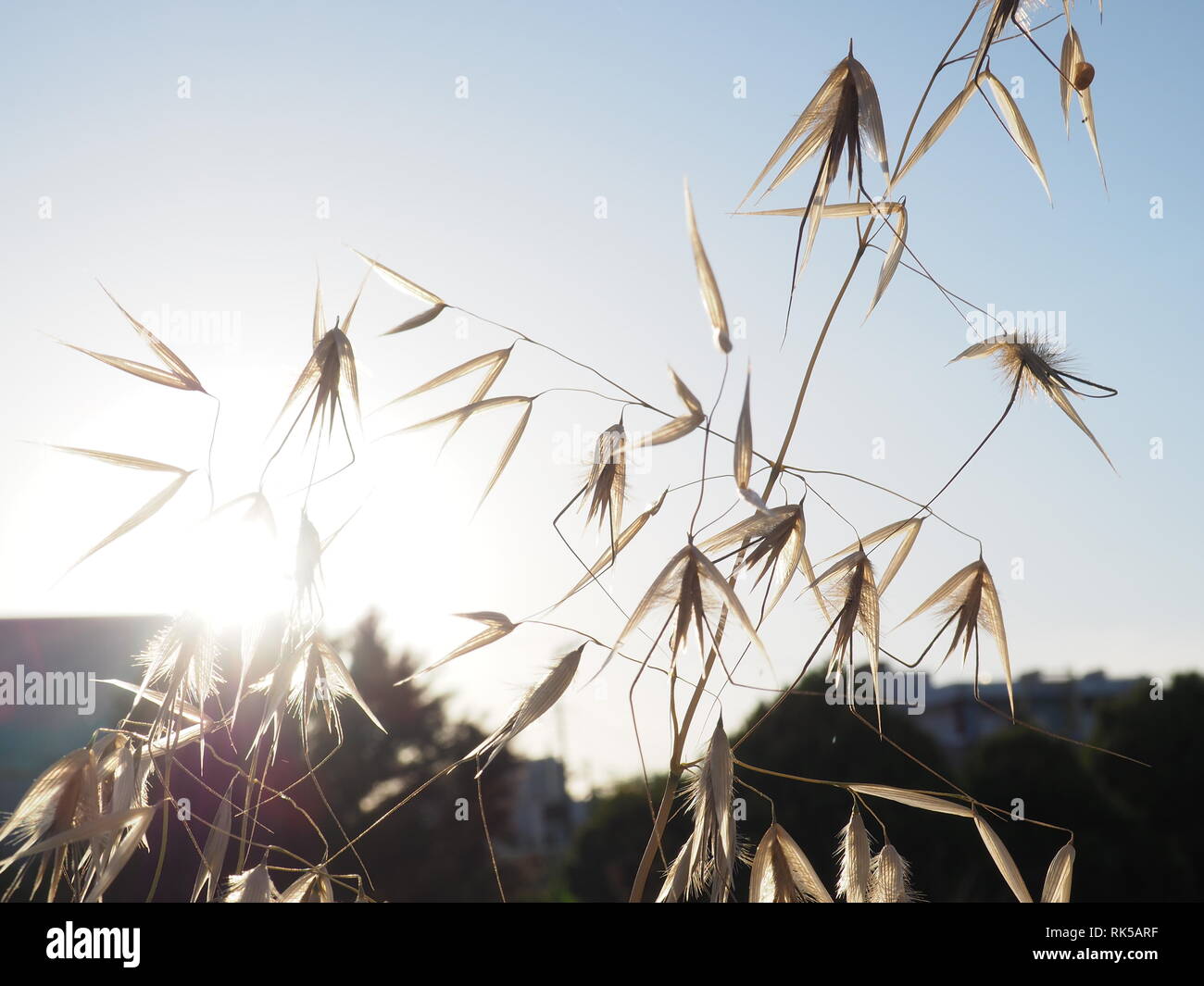 Oat field at sunset, wild oats as a background, solar flare Stock Photo ...