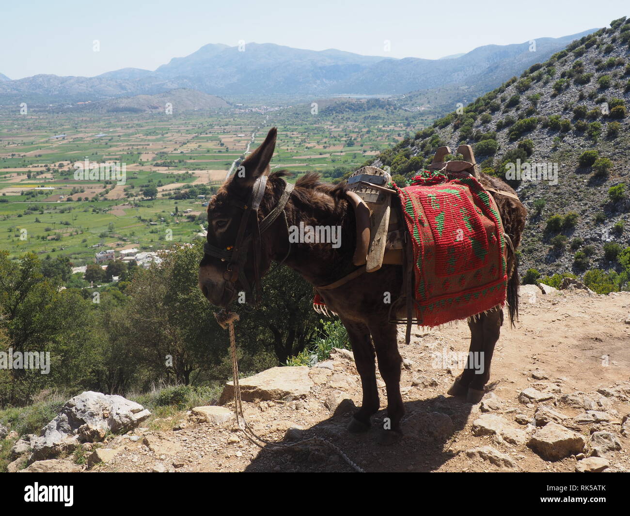 A donkey standing on a rock on a mountain trail, while a group of ...