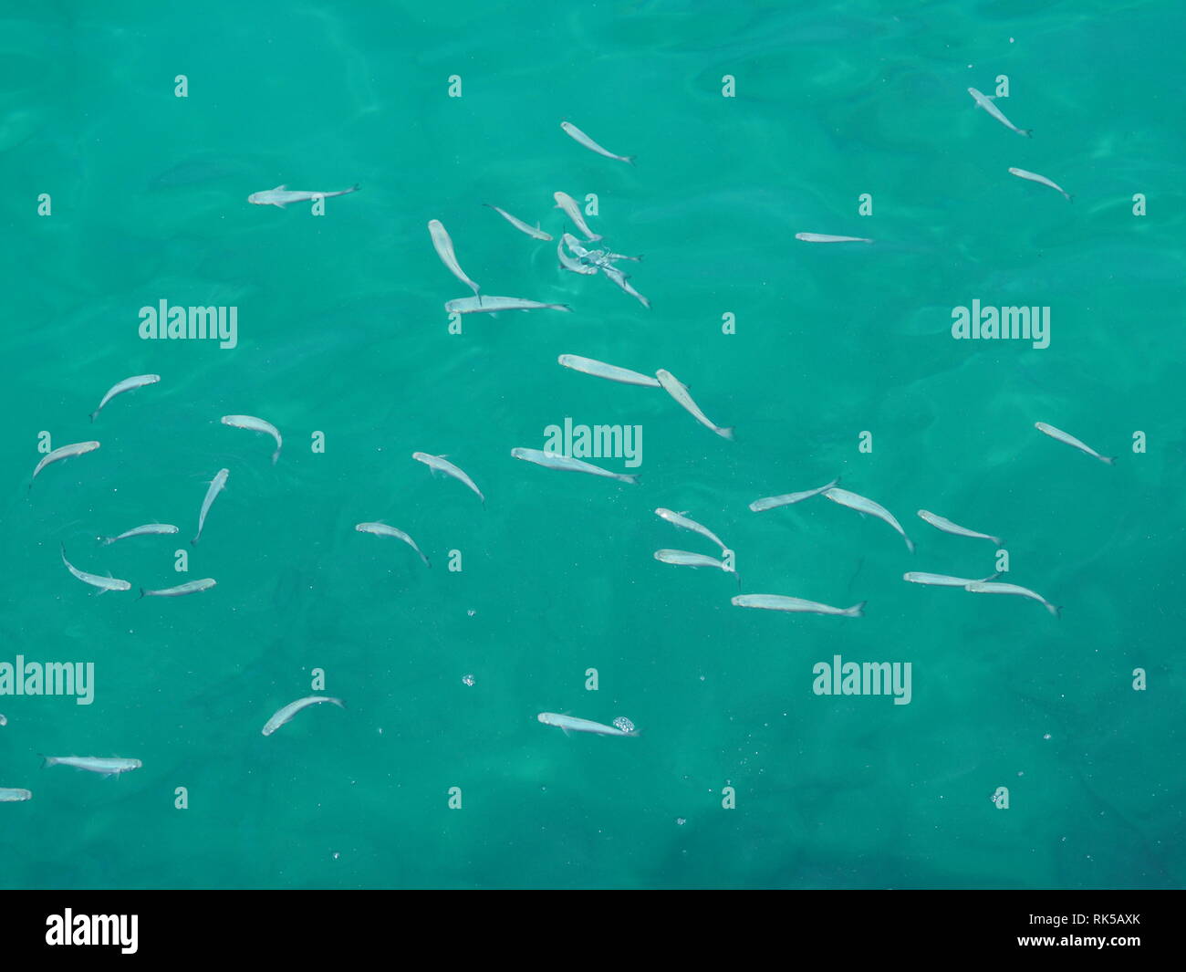 Water surface clean texture background, smooth texture of the water ...