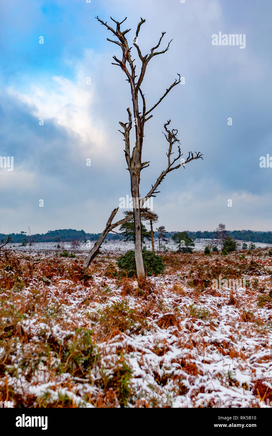 Landscape photograph in portrait orientation of single dead standing ...