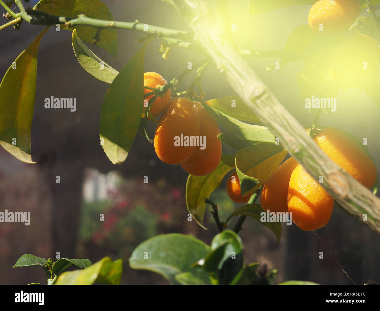 Tangerine tree hi-res stock photography and images - Alamy