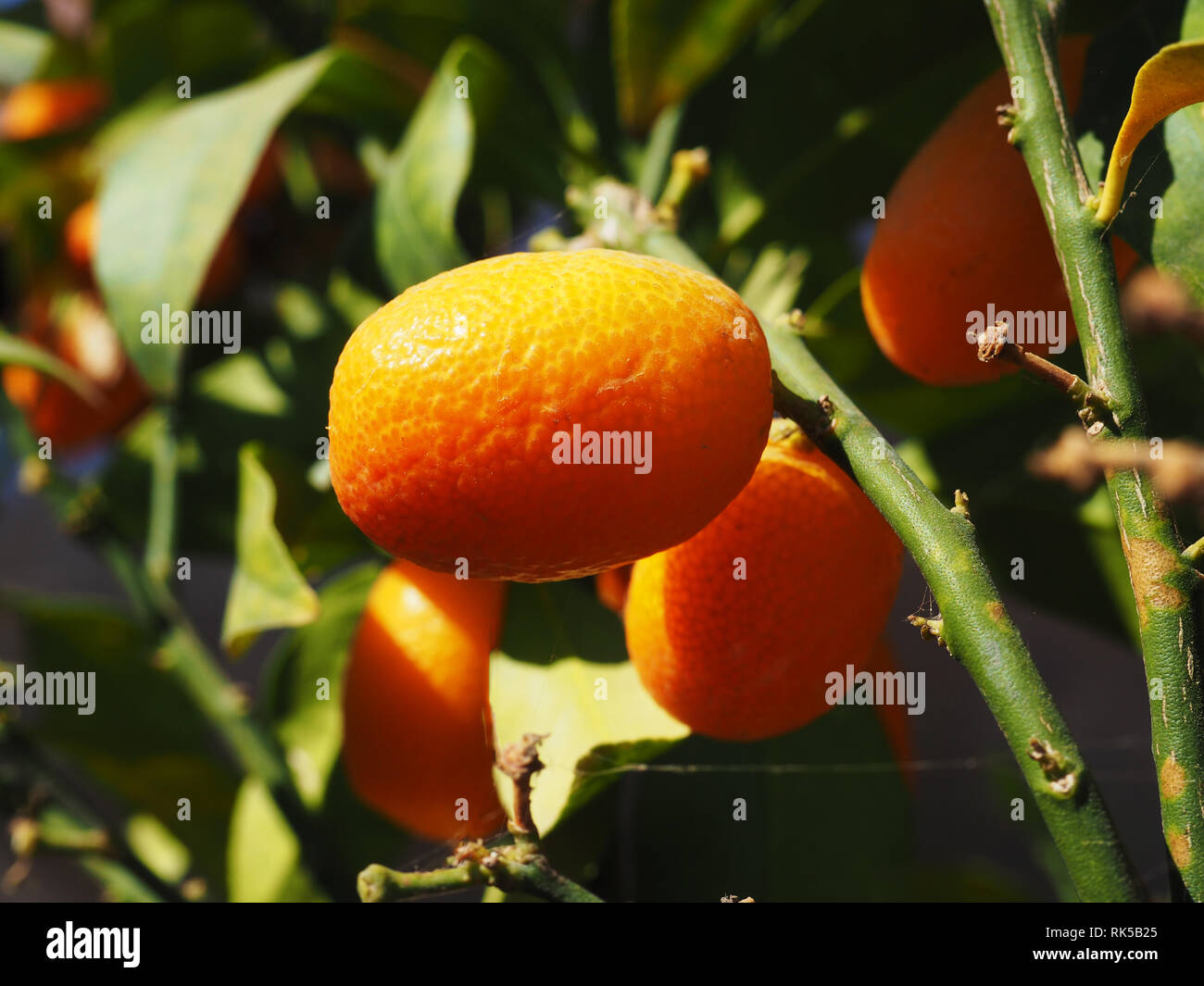 Mandarin tree and fruits, ripe tangerines on a tangerine tree Stock ...