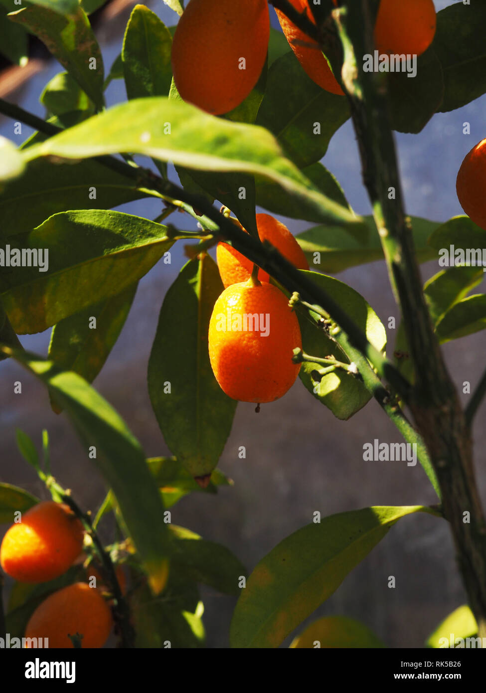Mandarin tree and fruits, ripe tangerines on a tangerine tree Stock ...