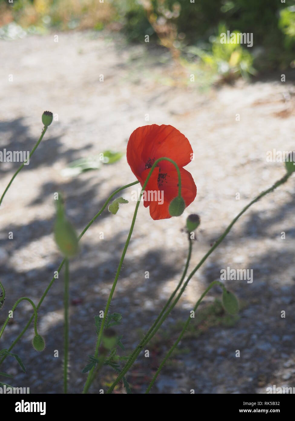 Corn field flanders red poppy hi-res stock photography and images - Alamy