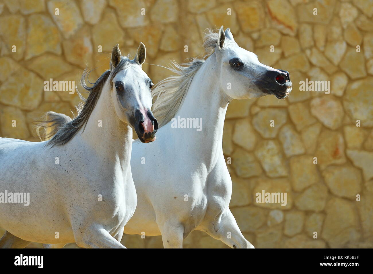 Egyptian Stallion High Resolution Stock Photography and Images - Alamy
