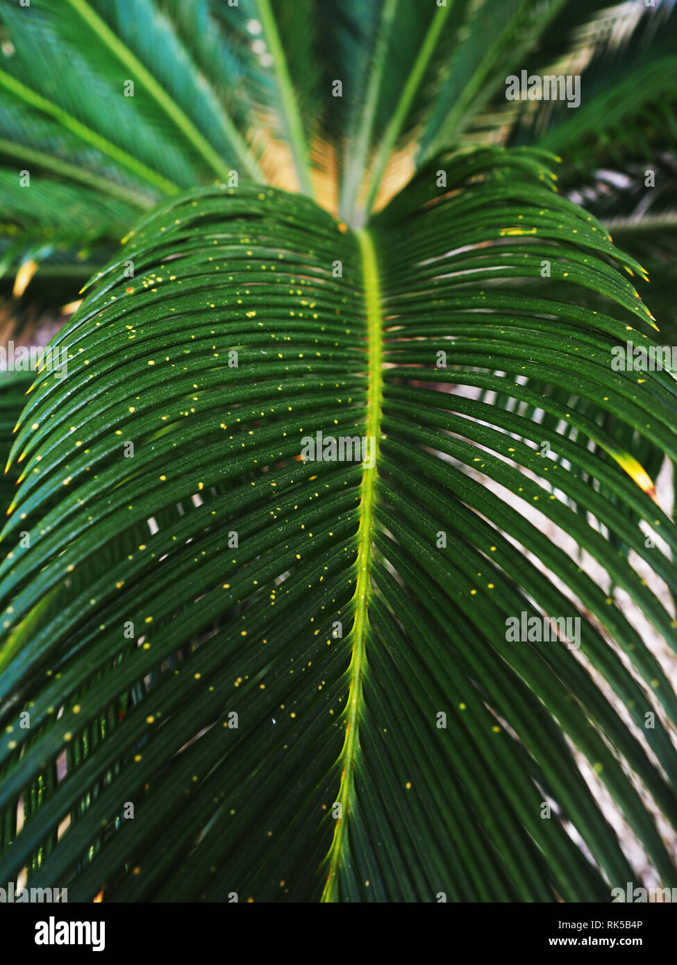 tropical jungle palm foliage, dark green toned Stock Photo - Alamy