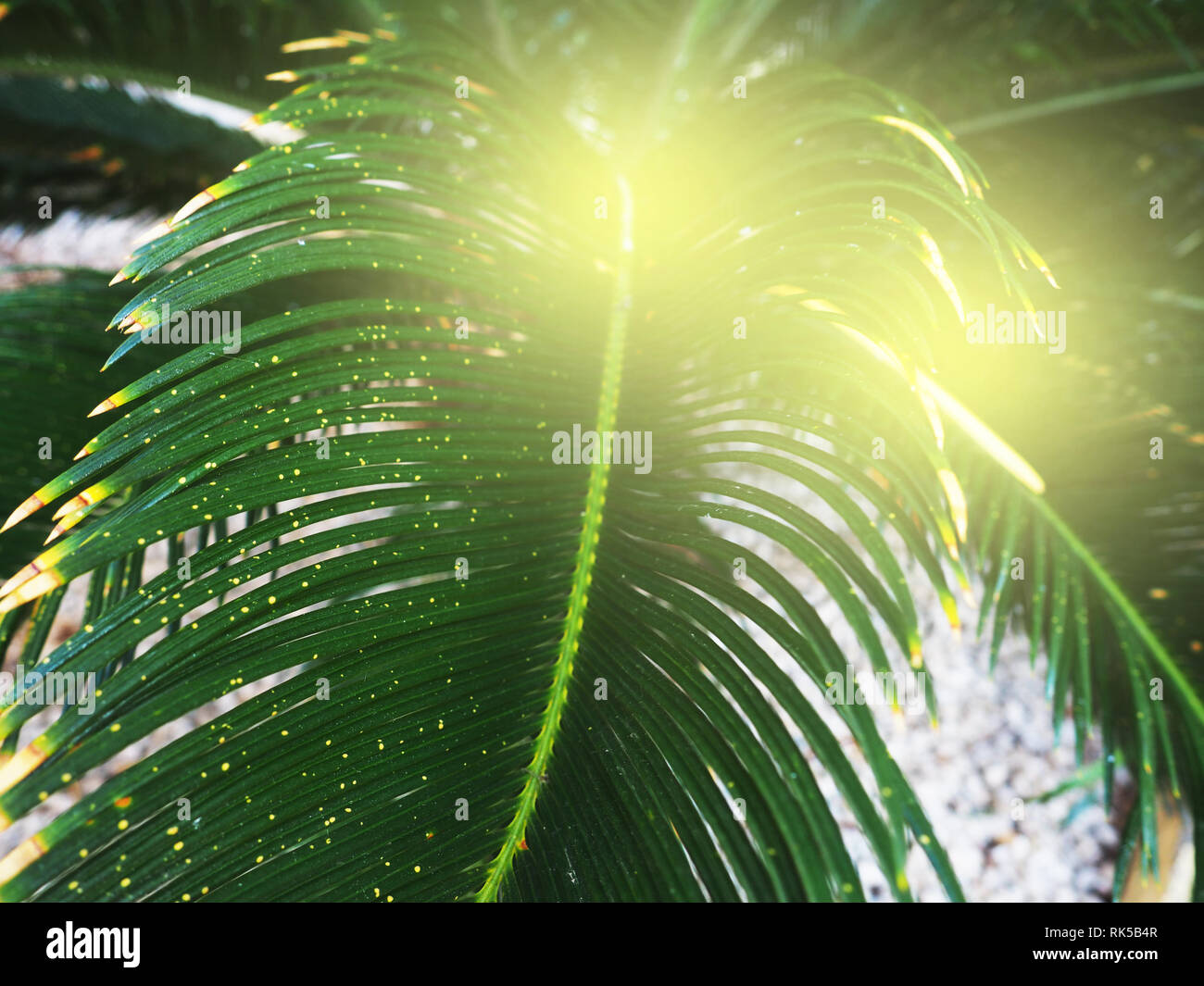 tropical jungle palm foliage, dark green toned Stock Photo - Alamy