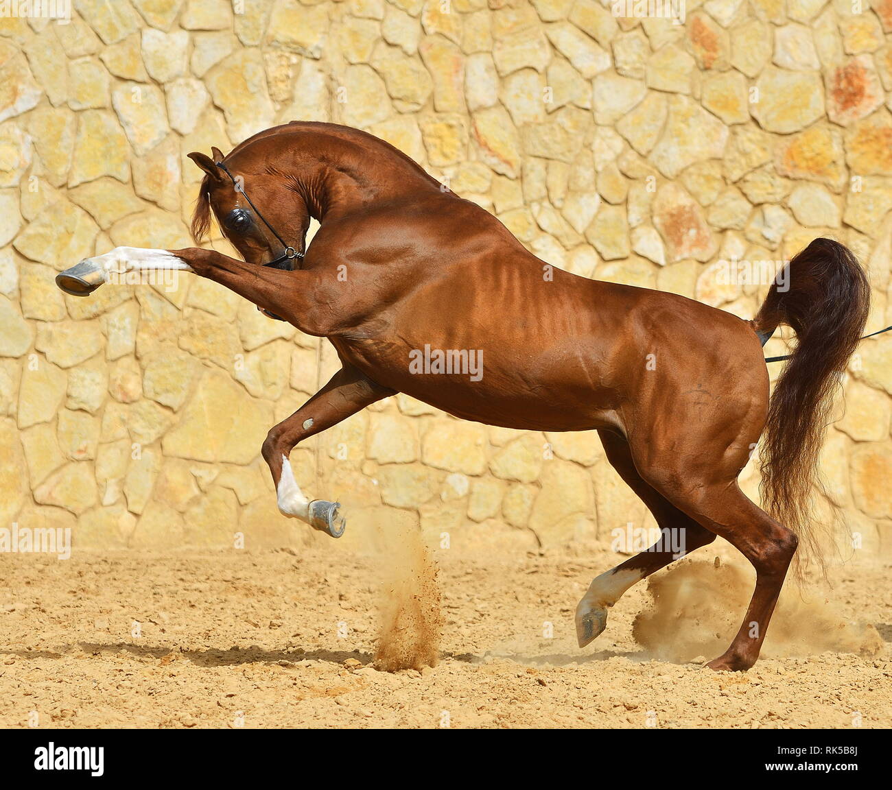 Chestnut Arabian Mare Stock Photos & Chestnut Arabian Mare Stock Images ...