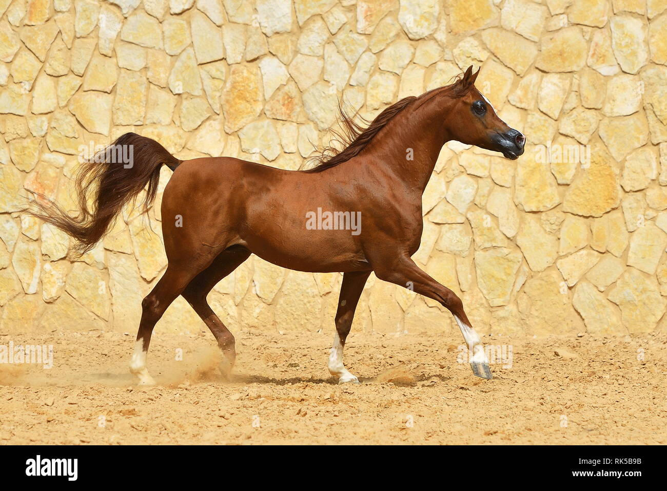 Chestnut Stallion High Resolution Stock Photography and Images - Alamy
