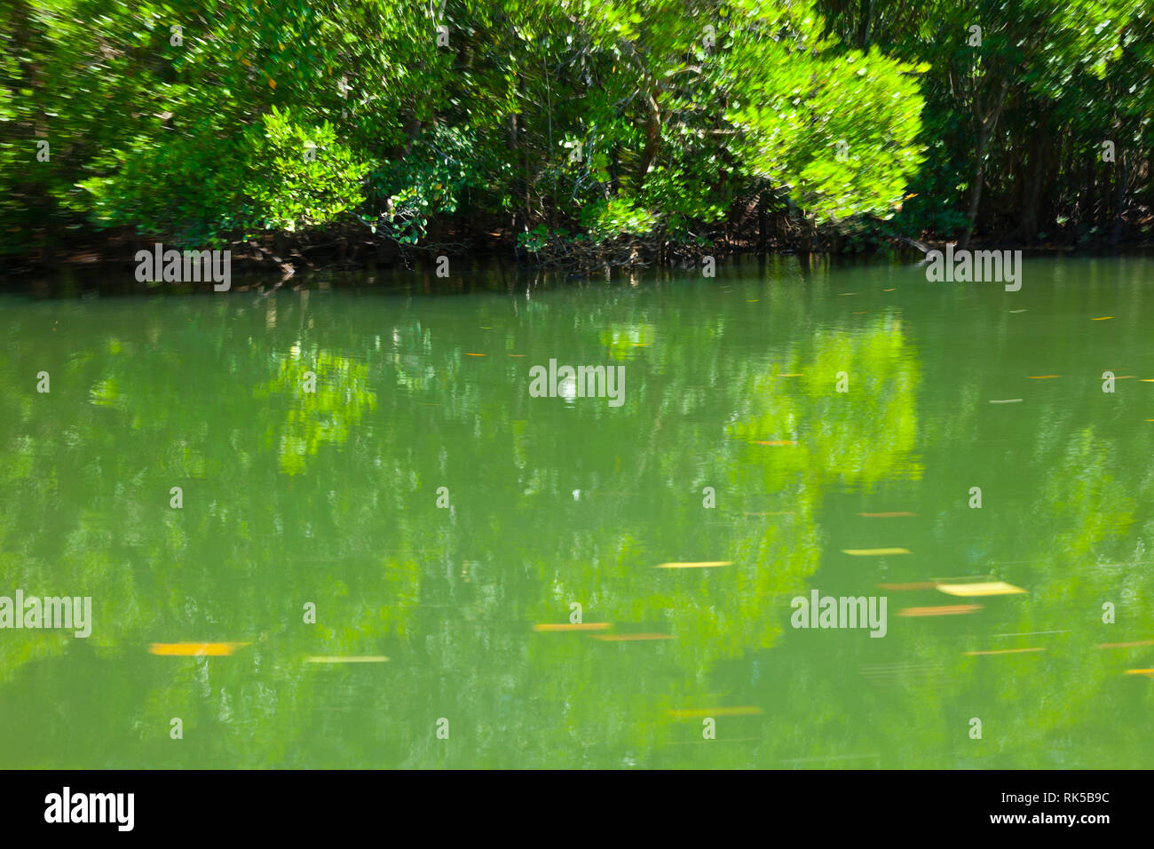 Mangrove swamp. Phang Nga Bay, Andaman Sea, Thailand, Asia Stock Photo ...