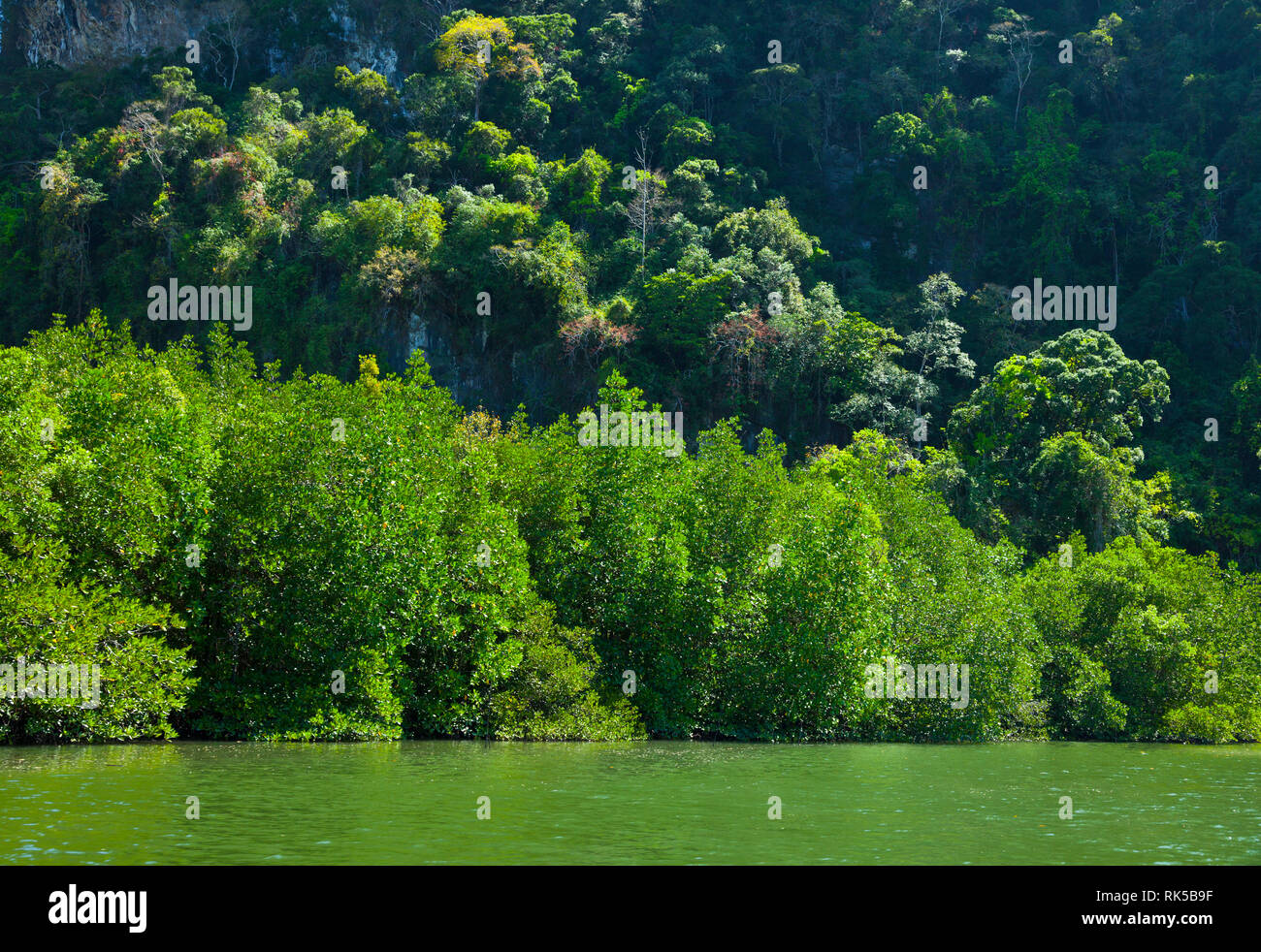 Mangrove swamp. Phang Nga Bay, Andaman Sea, Thailand, Asia Stock Photo ...