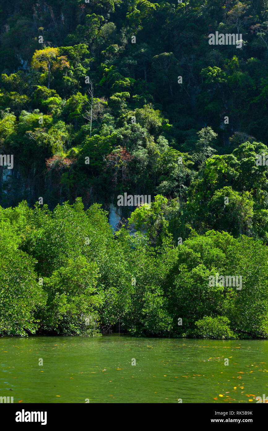 Mangrove swamp. Phang Nga Bay, Andaman Sea, Thailand, Asia Stock Photo ...