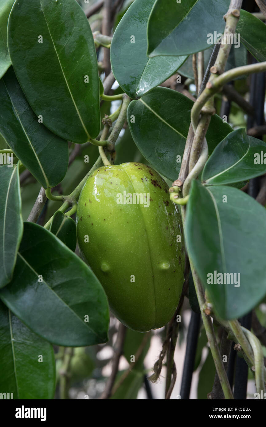 Stephanotis Floribunda Seeds