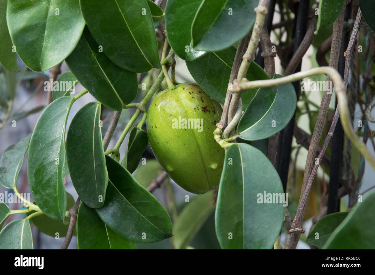 Stephanotis jasminoides, Madagascar Jasmine seed pods Stock Photo - Alamy