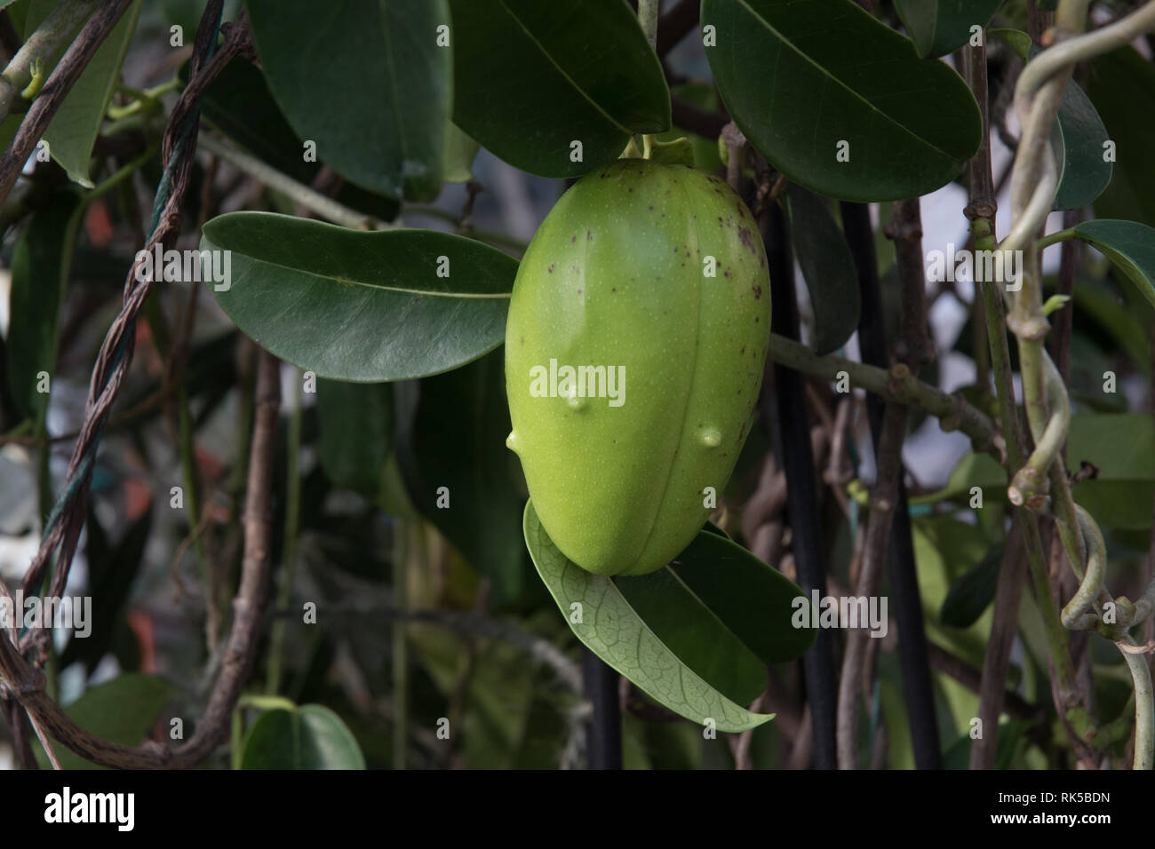 Stephanotis jasminoides, Madagascar Jasmine seed pods Stock Photo - Alamy