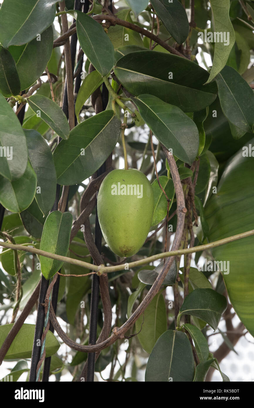 Stephanotis jasminoides, Madagascar Jasmine seed pods Stock Photo - Alamy