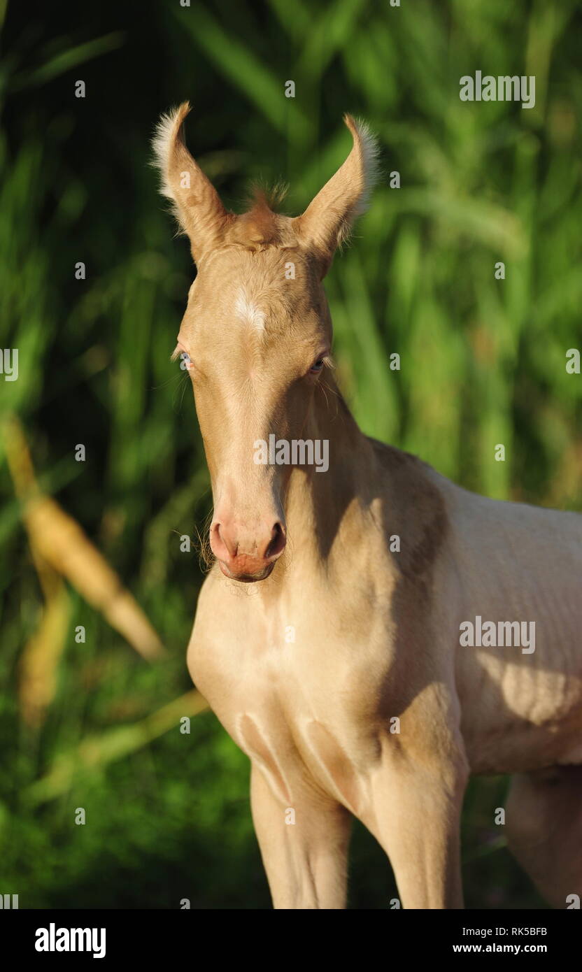 Akhal Teke