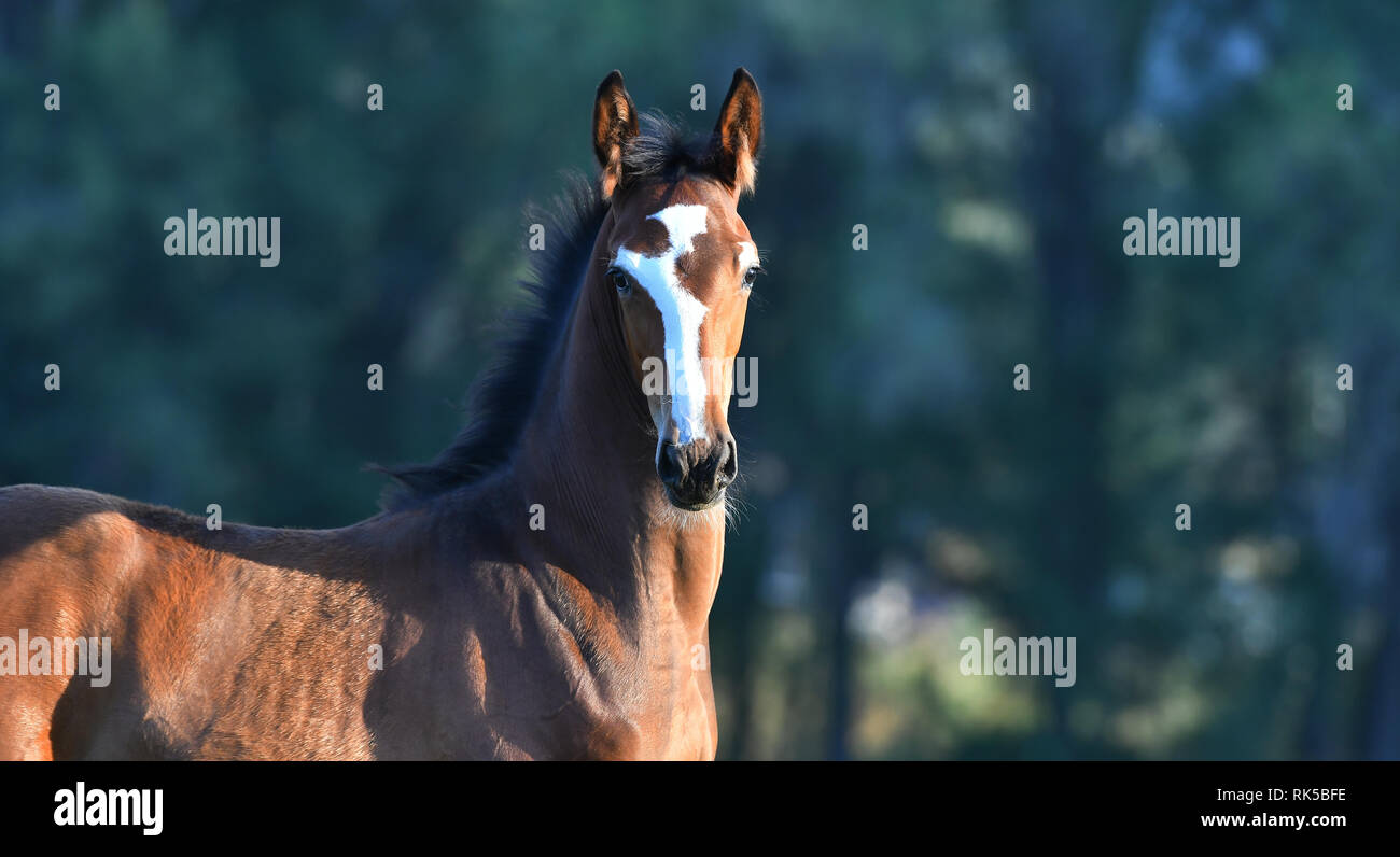 Cute bay foal loking directly into the camera while standing outside ...
