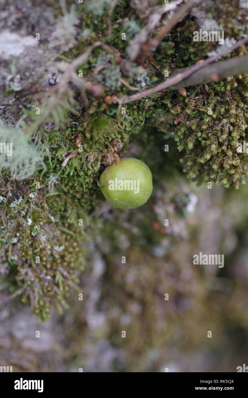 Oak Gall among Moss. Natural Background. Wistmans Wood, Dartmoor ...