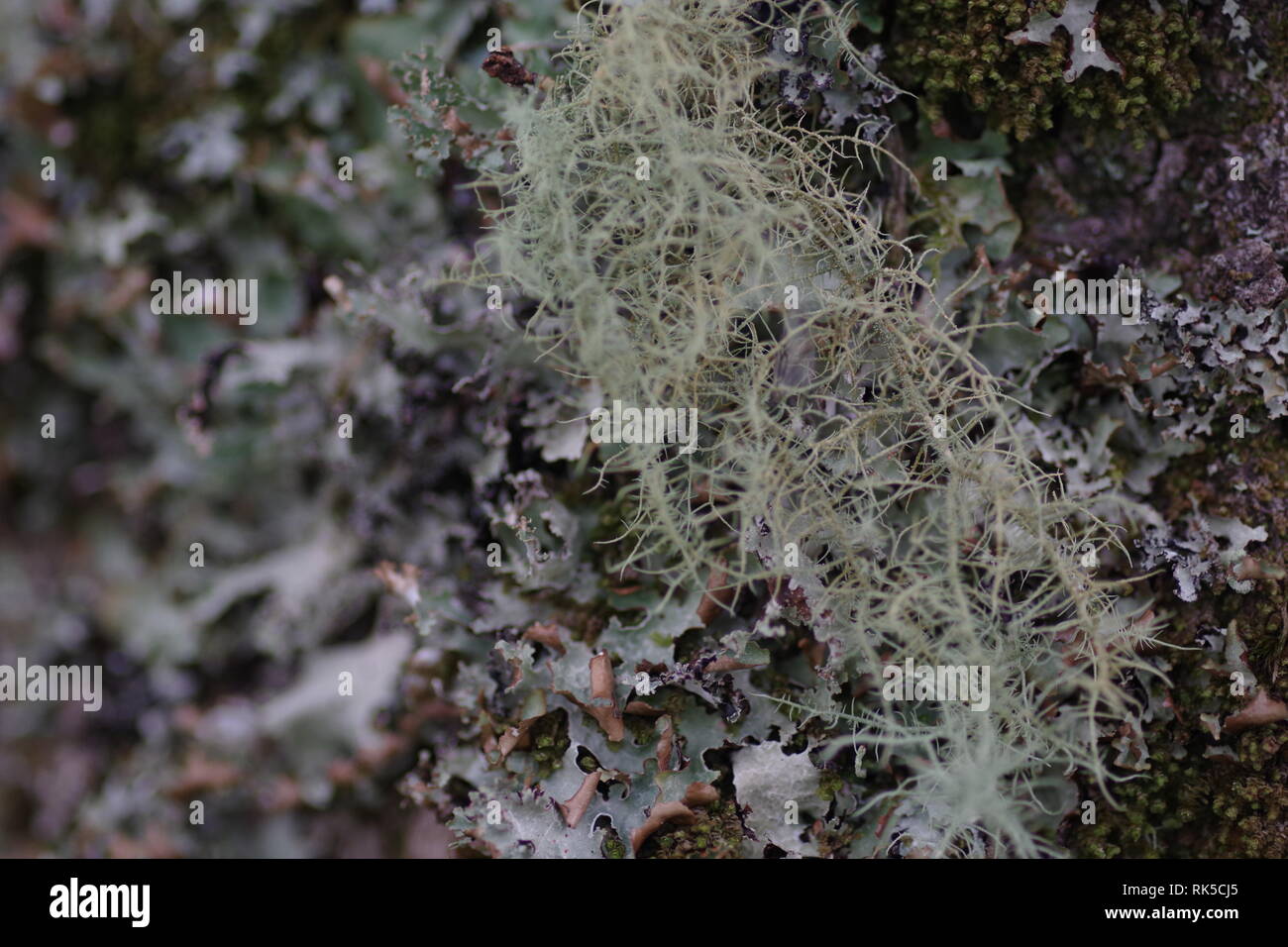 Old mans beard lichen uk hi-res stock photography and images - Alamy