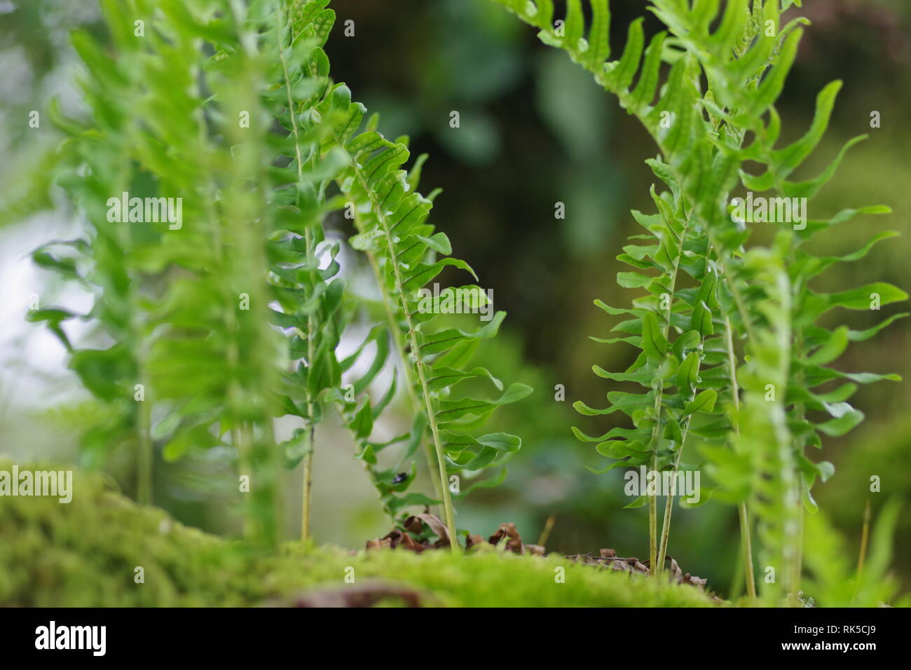 Polypody fern uk hi-res stock photography and images - Alamy
