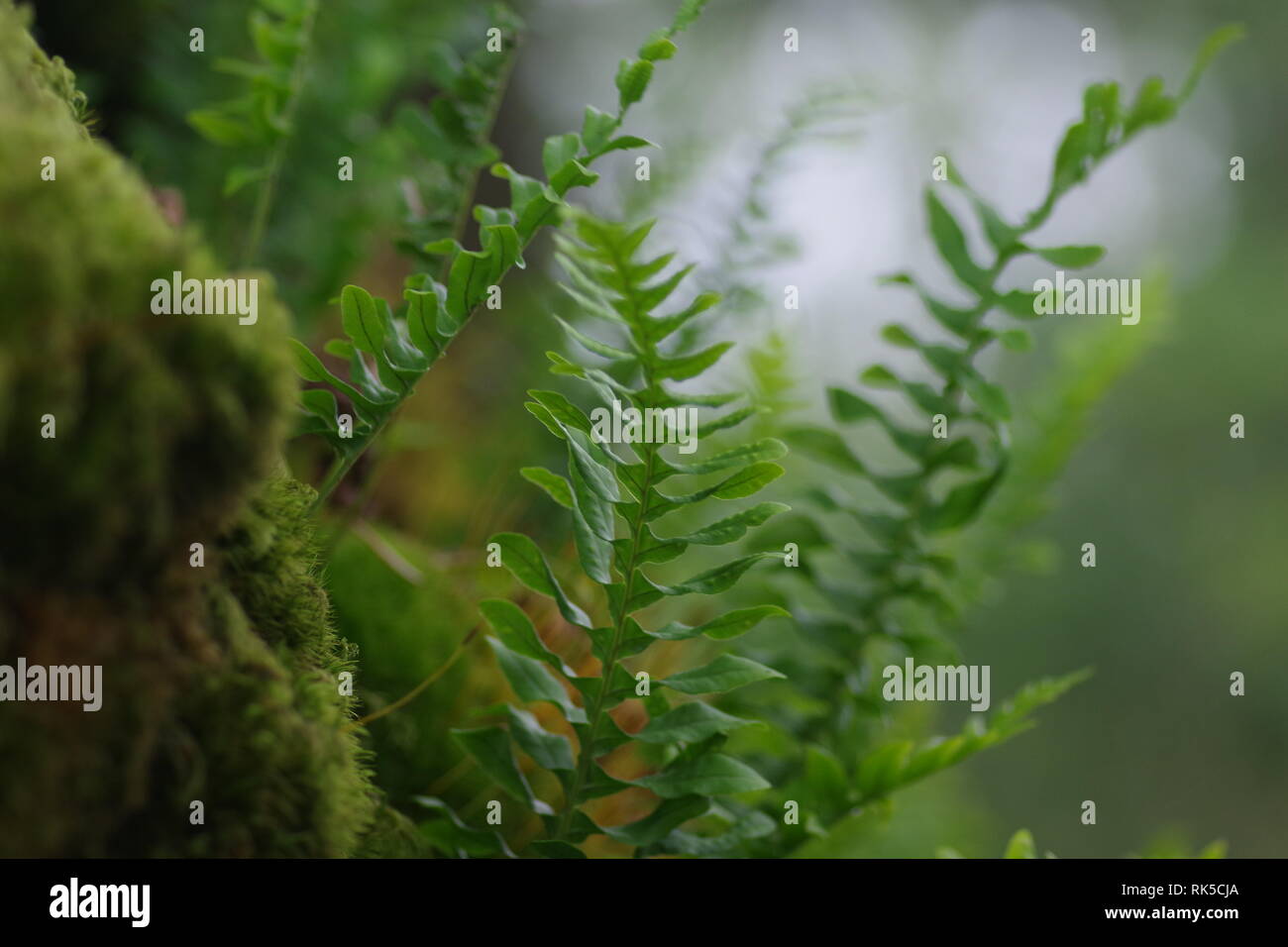 Polypodium vulgare, Oak Fern Epiphyte Growing on a Sessile Oak Tree in ...