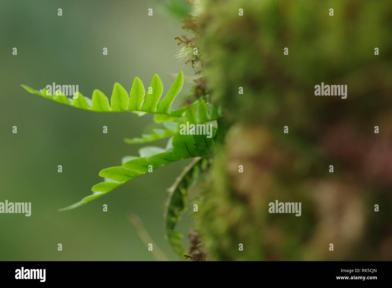 Polypody ferns devon hi-res stock photography and images - Alamy