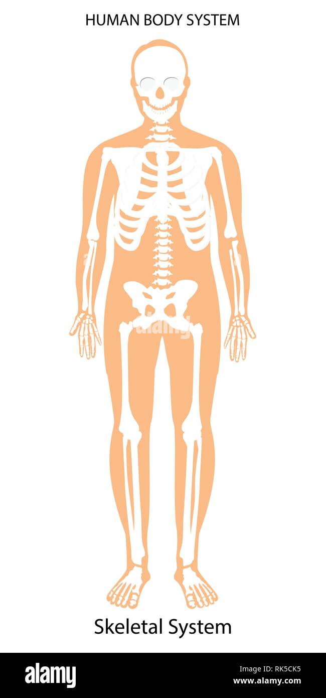 Human skull lateral view Stock Vector Images - Alamy