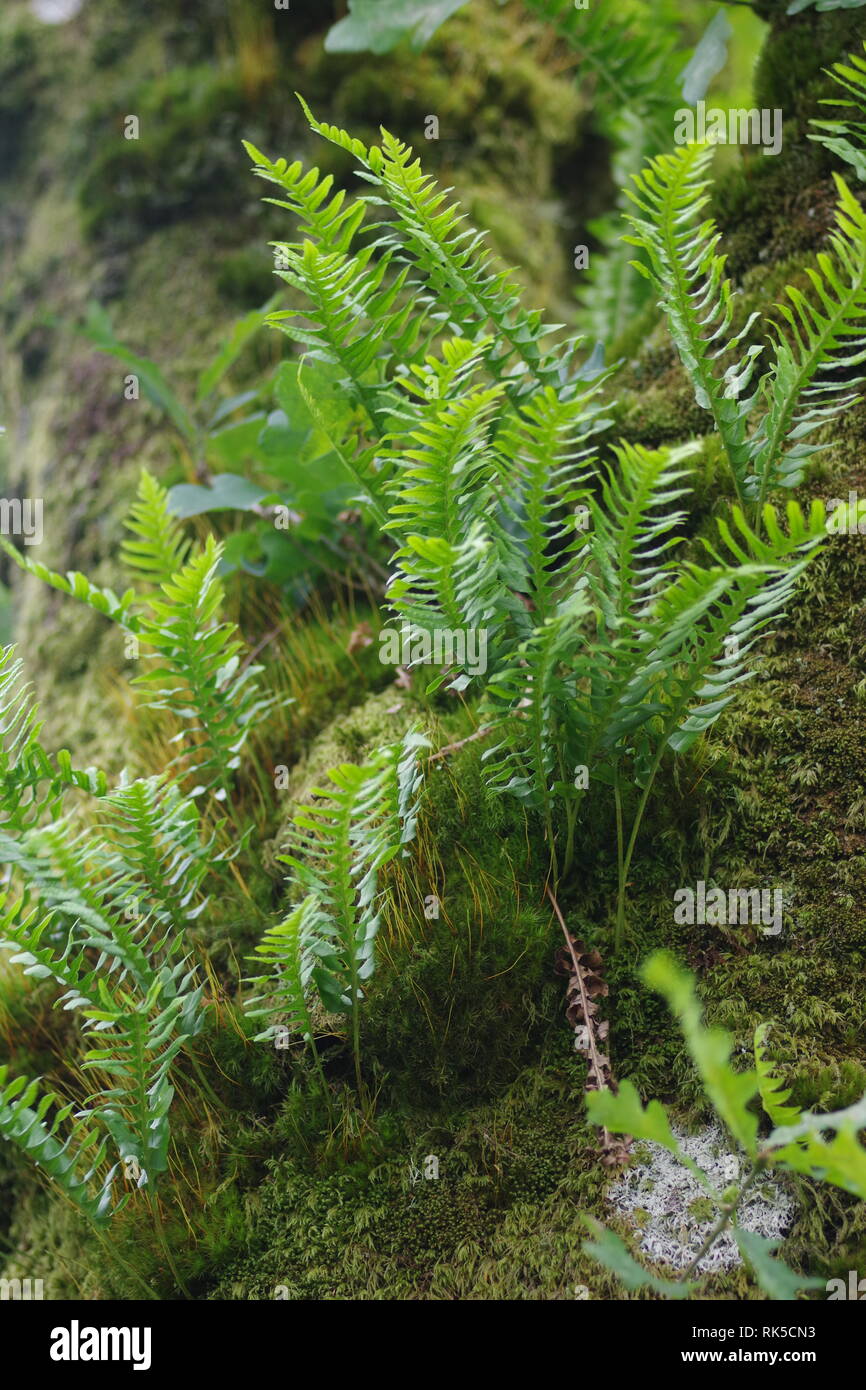Polypodium vulgare, Oak Fern Epiphyte Growing on a Sessile Oak Tree in ...