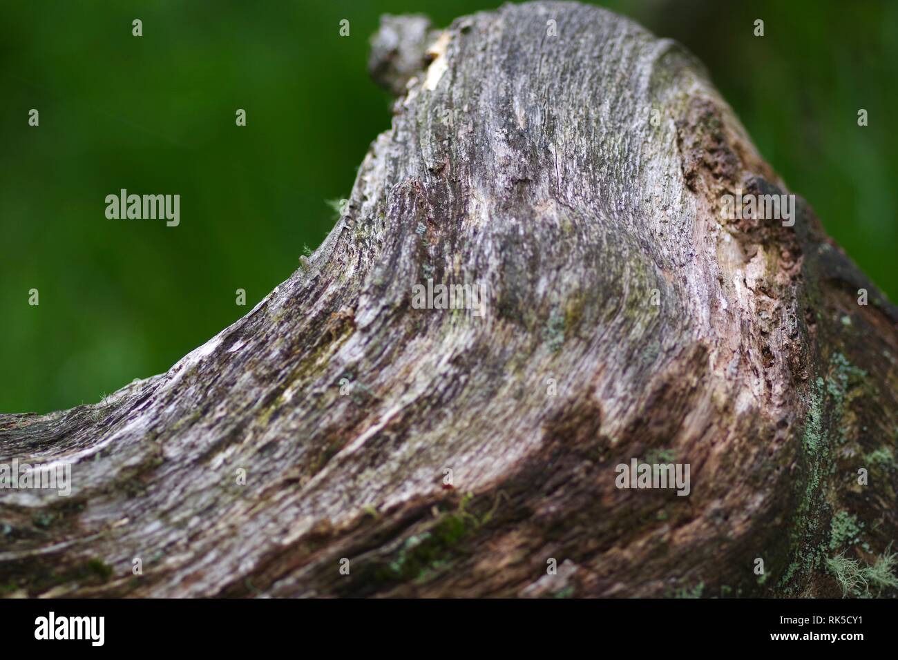 Twisted Barkless branch of an Ancient Sessile Oak Tree (Quercus petraea ...