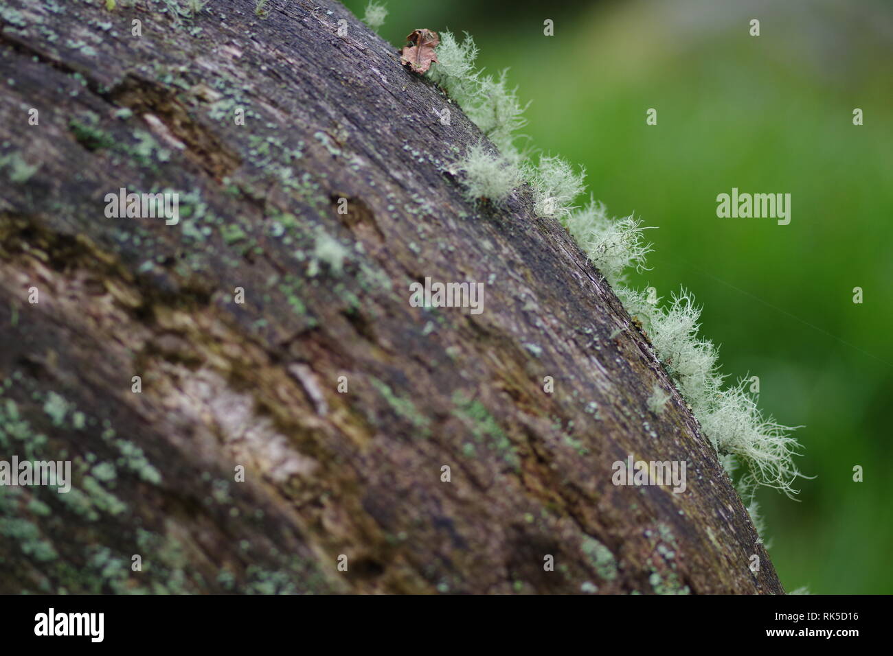 Twisted Barkless branch of an Ancient Sessile Oak Tree (Quercus petraea ...