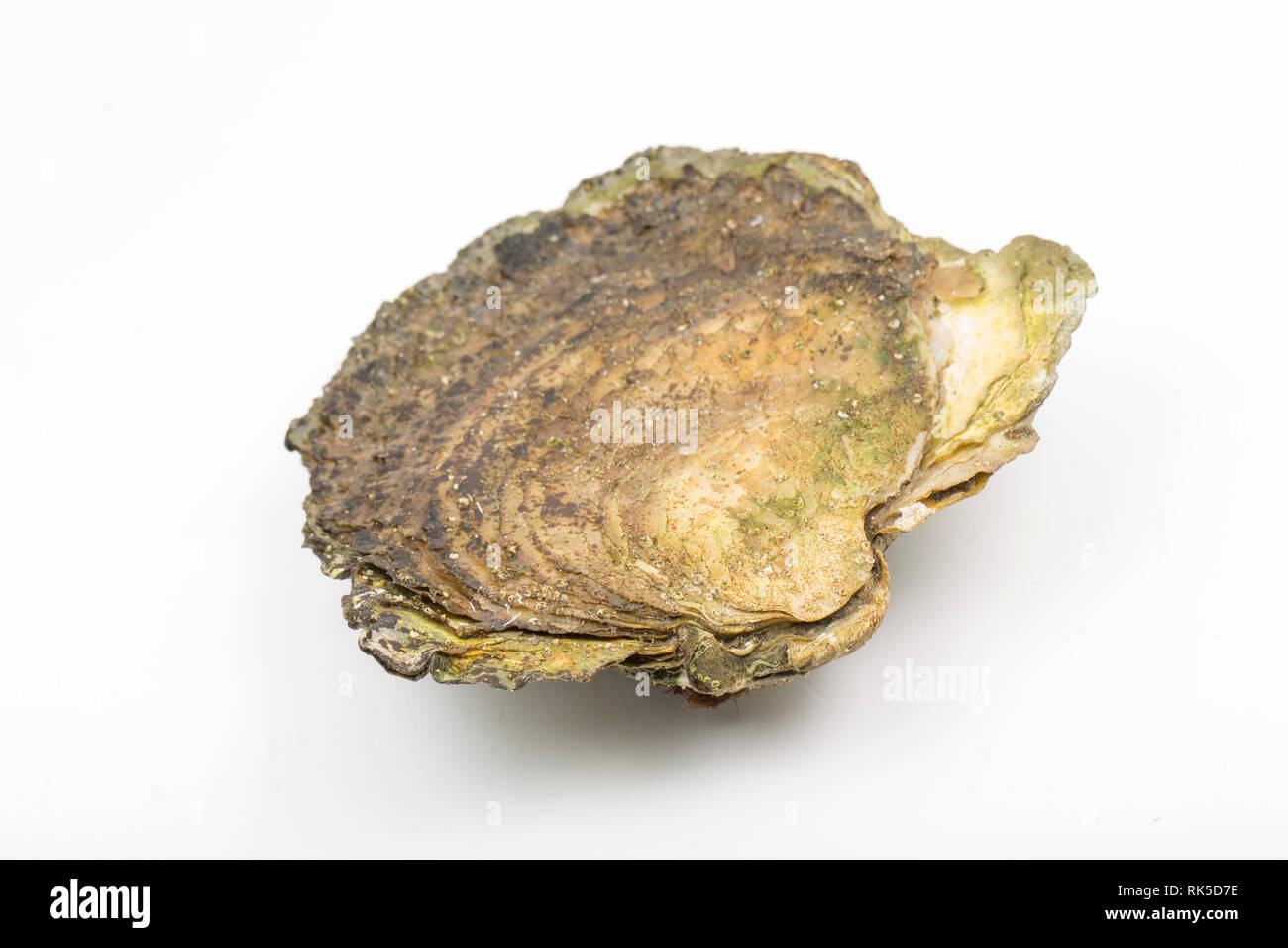 Ostrea edulis oyster hi-res stock photography and images - Alamy