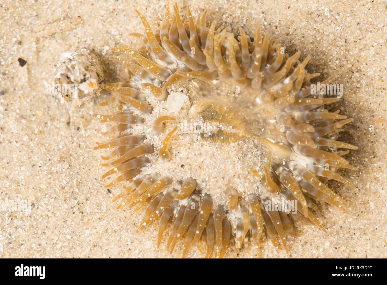 A specimen of Sagartia troglodytes, photographed in a couple of inches ...