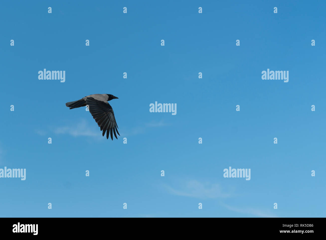 Crow flying against the blue sky Stock Photo - Alamy