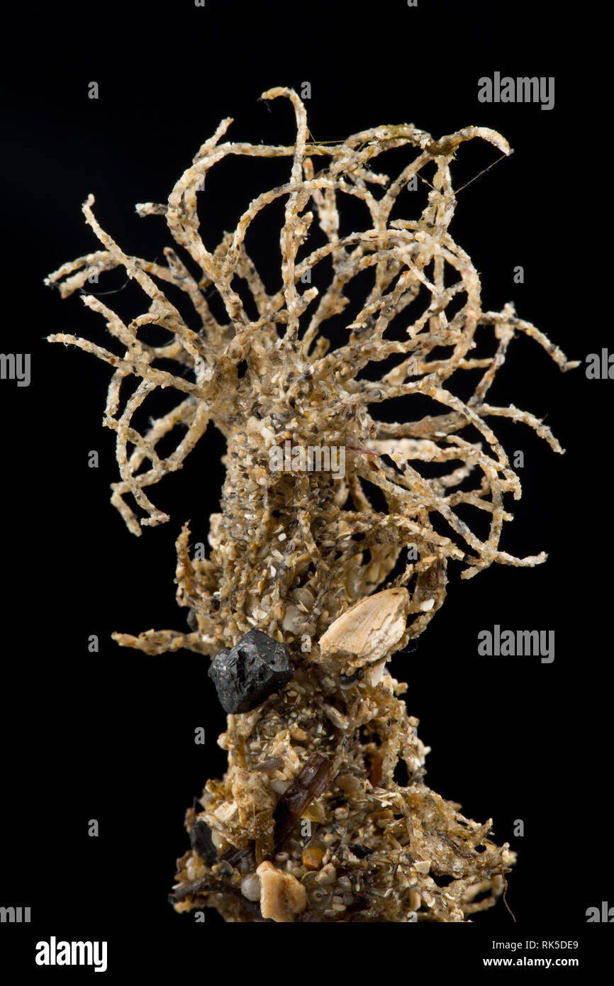 L conchilega hi-res stock photography and images - Alamy