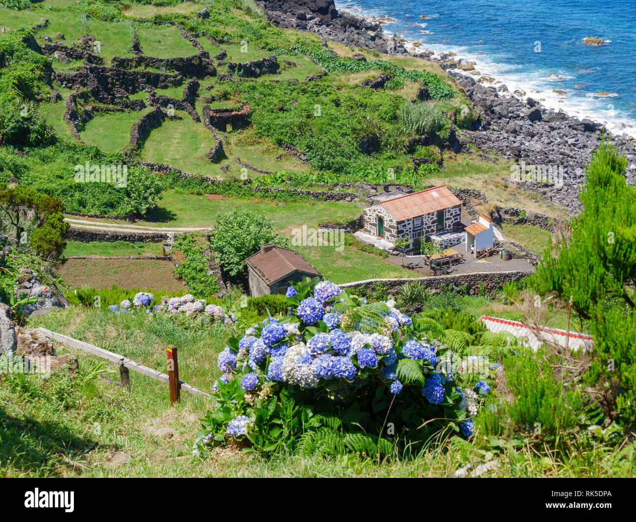 Image of beautiful blooming hydrangea in the nature of Azores Portufal ...